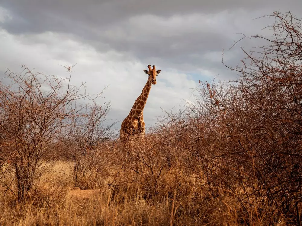 Op 'e foargrûn, hege kwast en gers blurren in hege giraffe steande yn it fjild. Op de eftergrûn lizze grize wolken boppe de holle.