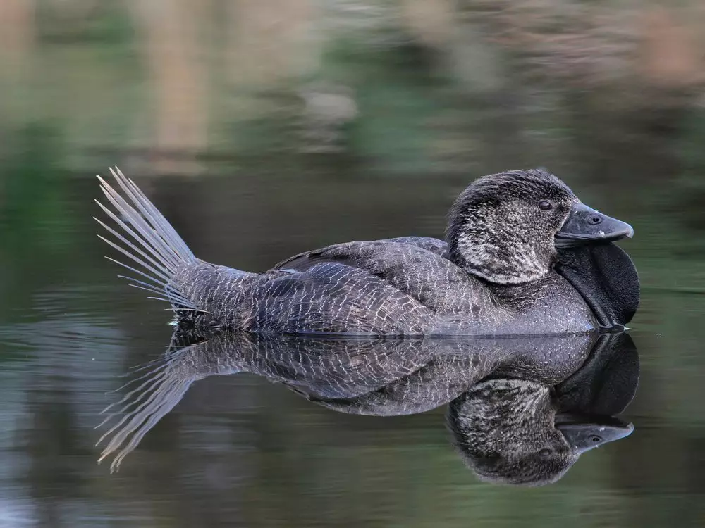 Dengarkan Ripper the Duck Mengatakan 'Kamu Bodoh!'