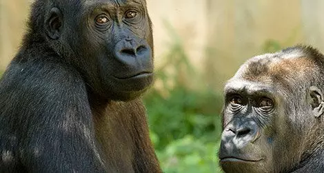 Ce complotează gorilele Grădinii Zoologice Naționale?