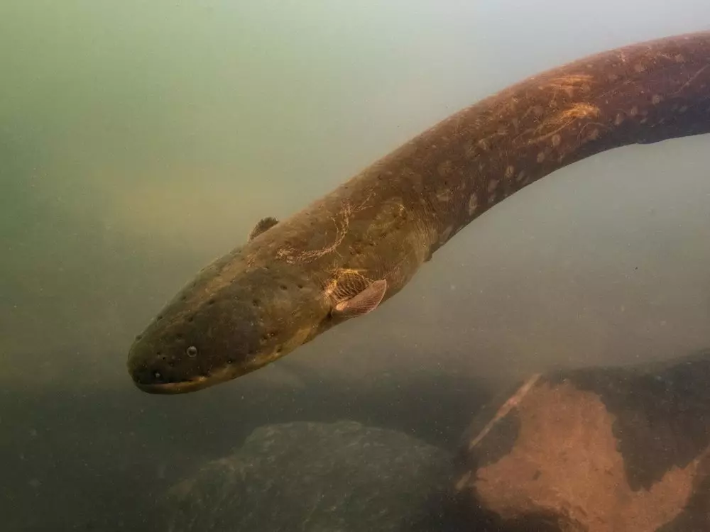 Investigadores del Smithsonian triplican el número de especies de anguilas eléctricas, incluida una con capacidad de choque récord