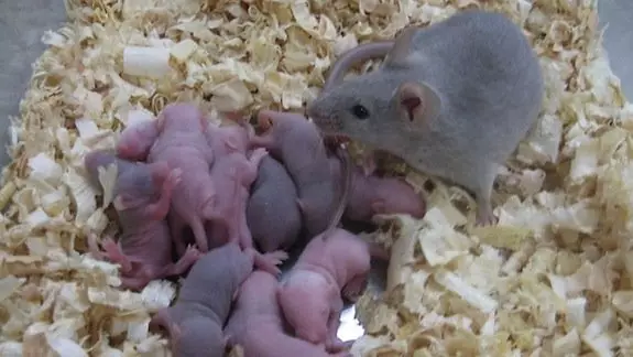 As cousas tolas que din os científicos uns poucos ovos de rato pequenos