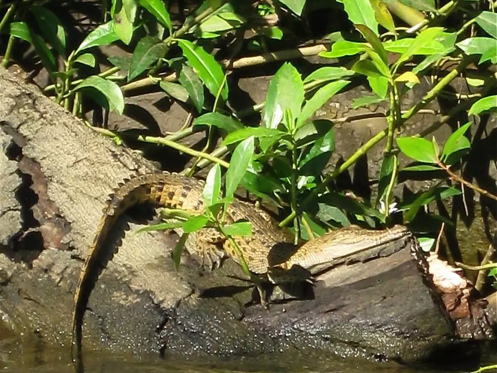 Correntes oceânicas são estradas para crocodilos