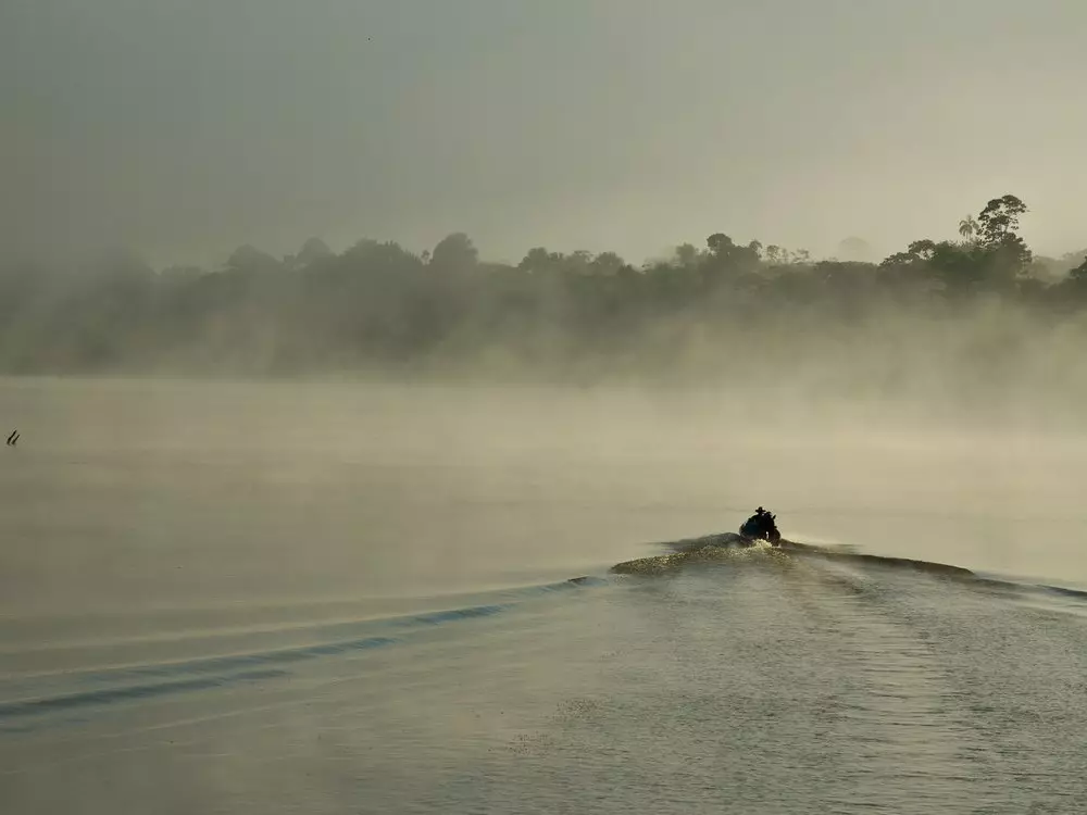 Descoberta e perigo: os peixes chocantes da fronteira final da Amazônia