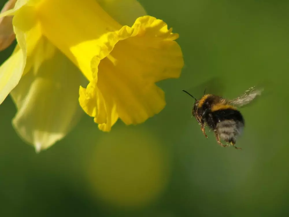 Bumblebees Huma Għalliema Ċkejkna