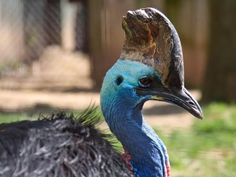 Nacionālā zoodārza aizkulisēs ar pasaules bīstamāko putnu