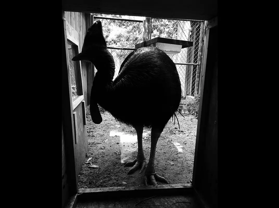 Зад кулисите в Националния зоопарк с най-опасната птица в света