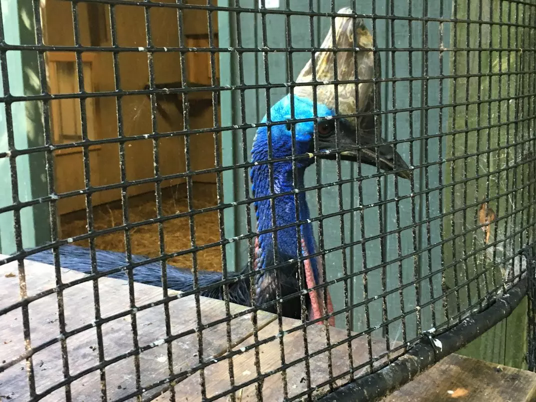 Cảnh hậu trường tại vườn thú quốc gia với loài chim nguy hiểm nhất thế giới