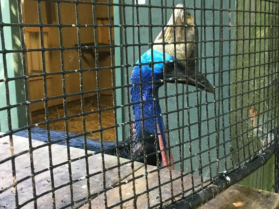 國家動物園與世界上最危險的鳥類的幕後故事