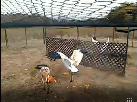 ڏسو Young Whooping Cranes Preparing for Flight