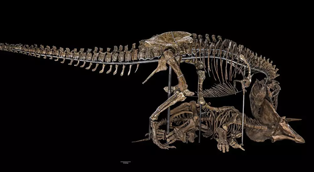 O le Nation's T. rex o loʻo faʻaumatia se Triceratops i lona tulaga fou e avea ma totonugalemu o le David H. Koch Hall of Fossils - Deep Time, o se dinosau 31,000-square-futu ma faʻaaliga fossil ua fuafua e tatala Iuni 8, 2019. (Smithsonian Institution)