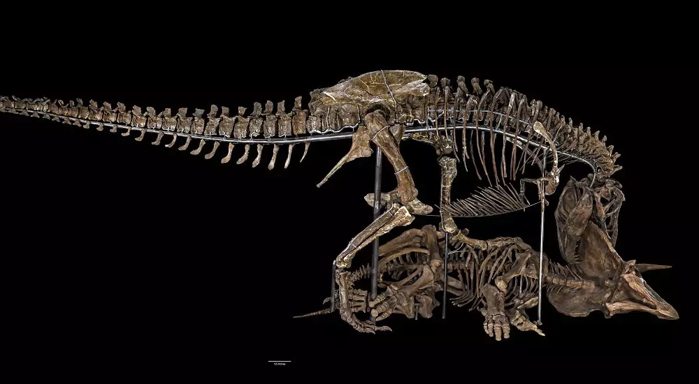 The Nation's T. rex decapitating a Triceratops in its new pose as the centerpiece of David H. Koch Hall of Fossils - Deep Time, a 31,000-square-foot-foot dinosaur uye fossil kuratidzwa kunotarisirwa kuvhurwa June 8, 2019. (Smithsonian Institution)