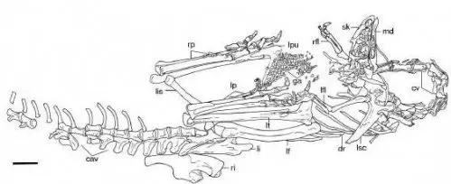 Prst dinosaura ukazuje na evoluciju ptica