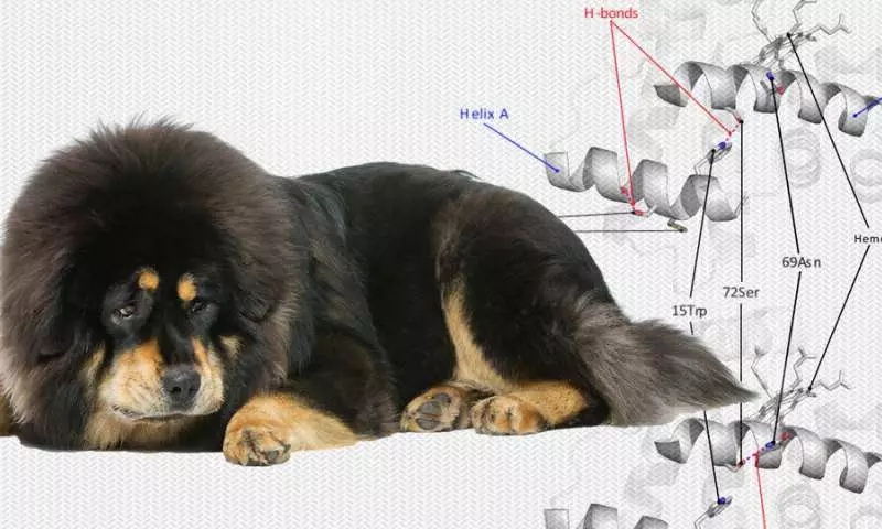 Գայլերը տիբեթյան մաստիֆներին տվել են իրենց լեռնագնացության գեները