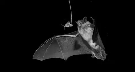 Comment une espèce de papillon de nuit peut brouiller les systèmes de sonar des chauves-souris
