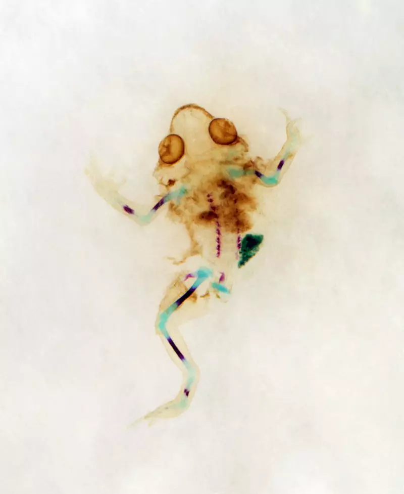 With Deformed Frogs and Fish, a Scientist-Artist Explores Ecological Disaster and Hope 19114_4