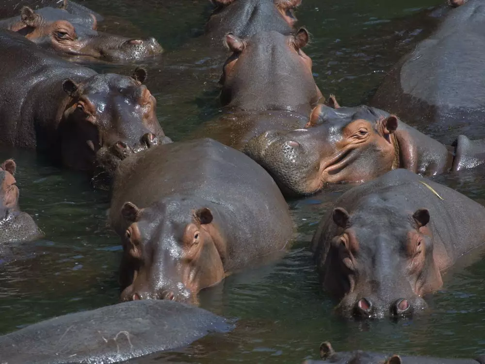Anthrax-uitbraak heeft mogelijk geleid tot massale afsterving van nijlpaarden in Namibië