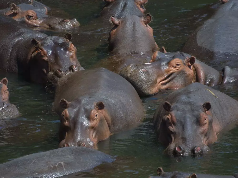 Epidemi anthrax te ka lakòz ipopotam yo mouri an mas nan Namibi