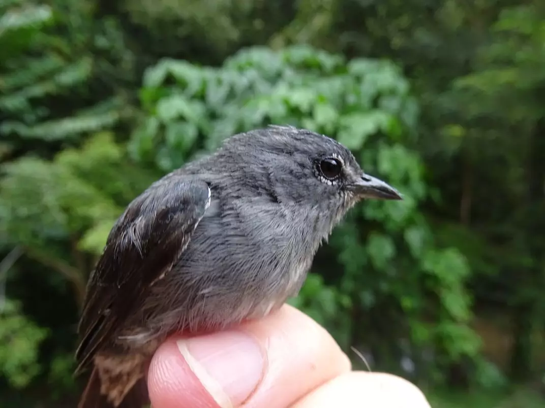 Con chim chích chòe hoa nhỏ, màu xám, đậu trên ngón tay các nhà nghiên cứu với những khu rừng xanh tươi tốt ở phía sau.