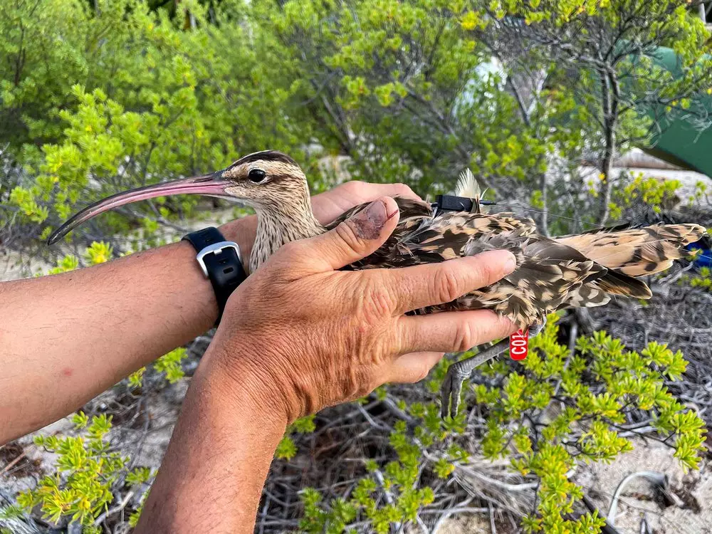 pájaro etiquetado