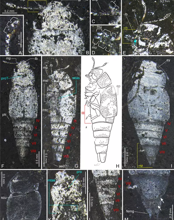 Fossiilide segunemine võib ümber kirjutada põrnikate ajaloo, suurima loomarühma Maal