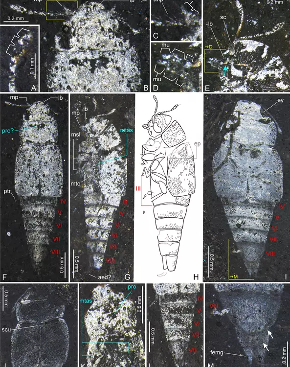 Fossil Beetle