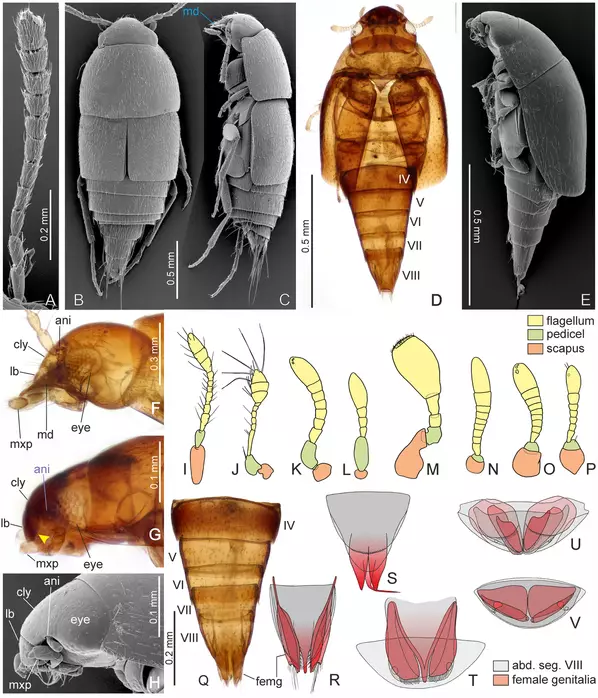 Espesye sa bakukang ang Myxophaga Beetle