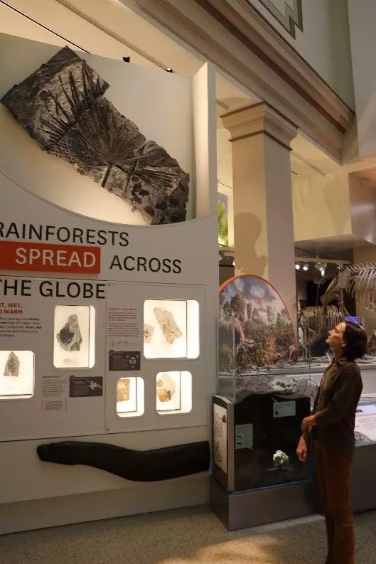 Hillary Cochard blickt auf einen grauen Felsen mit einem Fossil eines Palmblattes, das an einer weißen Wand im neuen Gebäude hängt