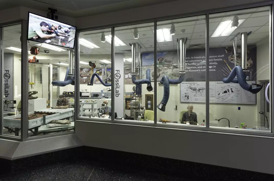 史密森尼國家自然歷史博物館的一個由玻璃窗封閉的實驗室讓遊客可以觀看一組志願者準備真正的化石以供展示或儲存。