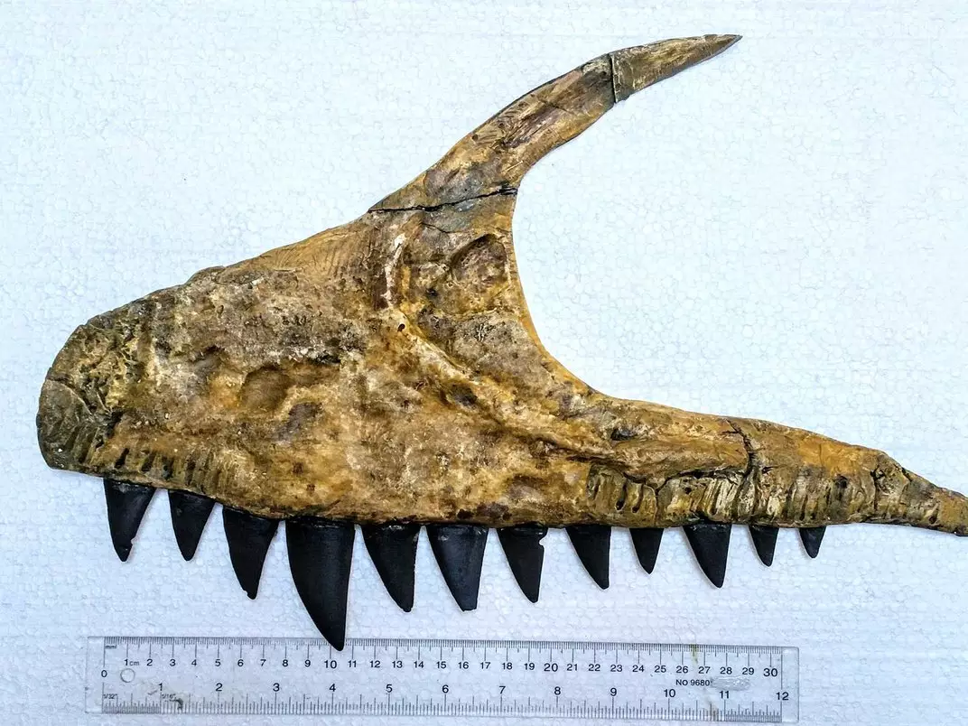 Ulughbegsaurus Rahang