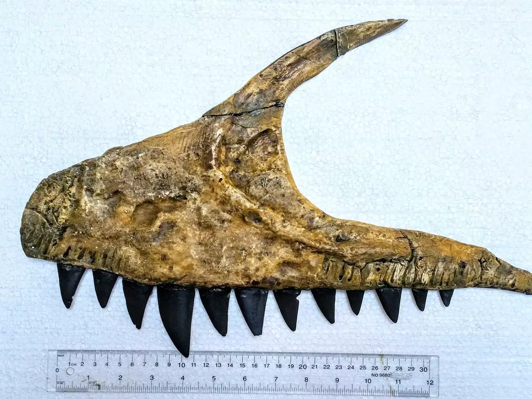 Ulughbegsaurus ថ្គាម