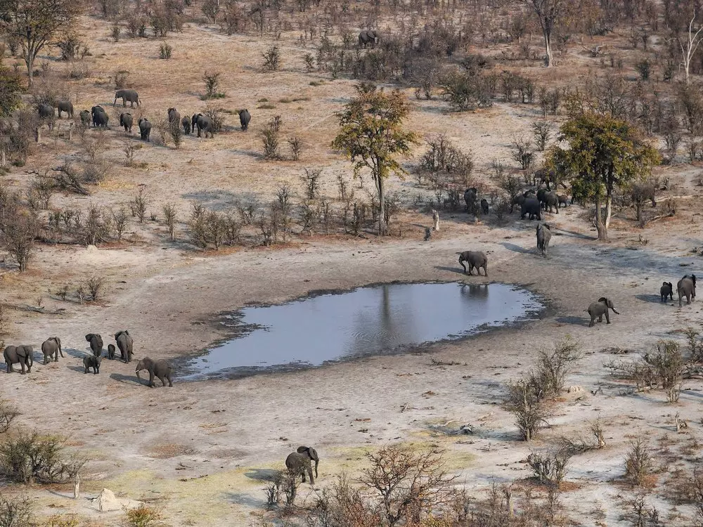 Flygfoto av elefanter som strövar nära ett vattenhål på slätterna i Chobe-distriktet