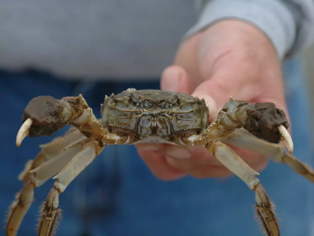 Kínverskur vettlingakrabbi fannst í Chesapeake Beach í Maryland árið 2007. Kínverskir vettlingakrabbar þekkjast best á brúnum, oddhvassuðum skeljum og loðnum „vettlingum“ klærnar. (Inneign: SERC)