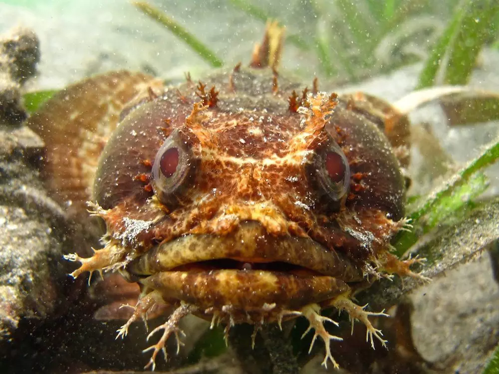 Ọkunrin Bocon toadfish ti Panama ṣe ifamọra awọn ẹlẹgbẹ nipasẹ kikọrin ni lẹsẹsẹ “grunts” ati “boops.” (Kirẹditi: Awọn onkọwe ikẹkọ)