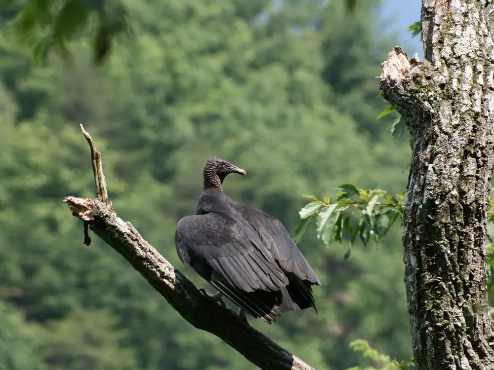 Ang mga Black Vulture nga Giprotektahan sa Pederal Mahimong 'Nangaon nga Buhi sa Baka' sa Midwest