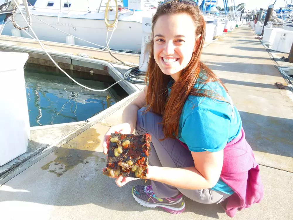 SERC Marinebiolog Brianna Tracy hält eng Plack mat Marine Liewen aus engem Dock zu San Francisco gezunn. (Credit: Kristen Minogue/SERC)