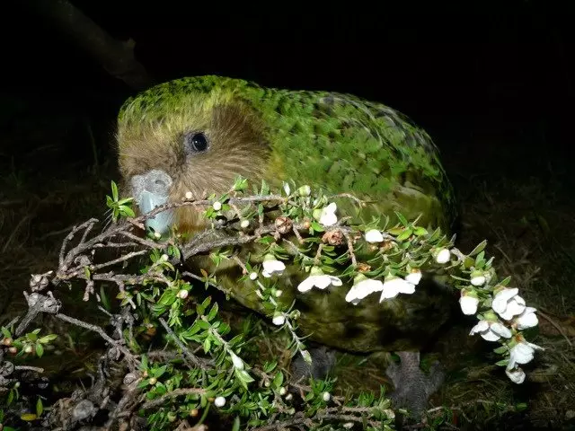 Ny kakapo New Zealand