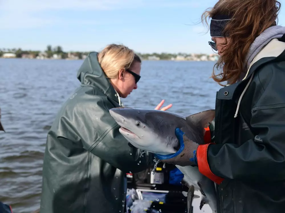 SERC interns Michelle Edwards (kuruboshwe) naClaire Mueller (kurudyi) vanogadzirira kuburitsa tagged bull shark. (Chikwereti: Jay Fleming/Smithsonian)