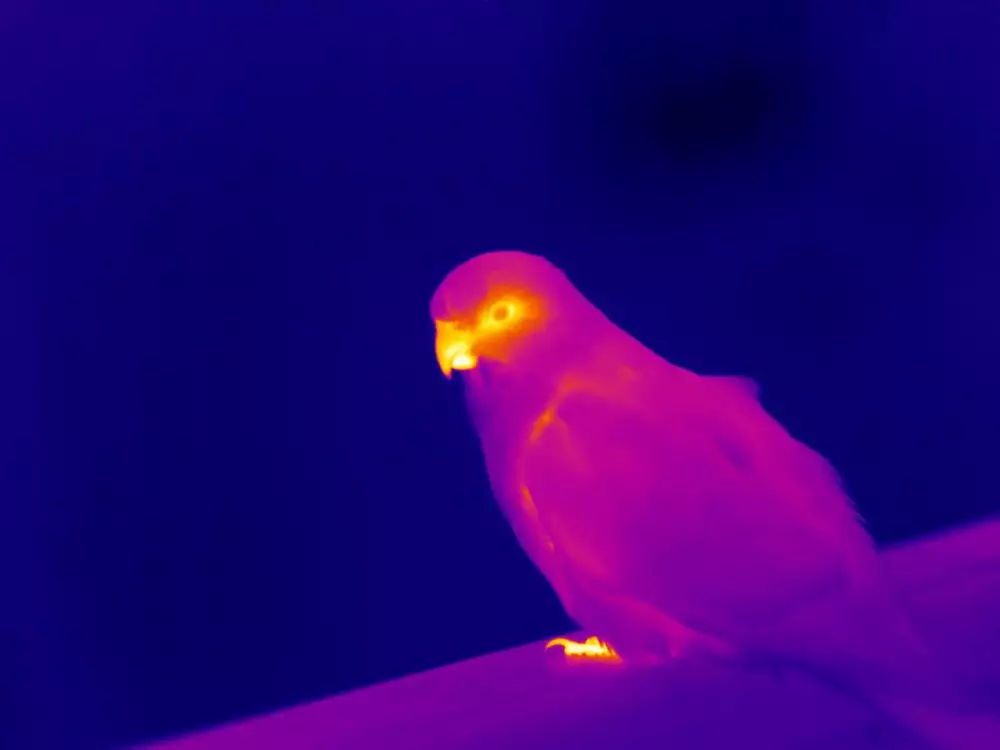 Thermal Photo of Parrot