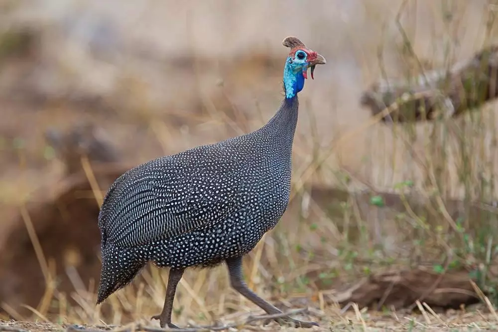 Gli scienziati del Museo Nazionale di Storia Naturale dello Smithsonian hanno sequenziato i genomi di 363 specie di uccelli nel 2020. (Brian Schmidt, Smithsonian)