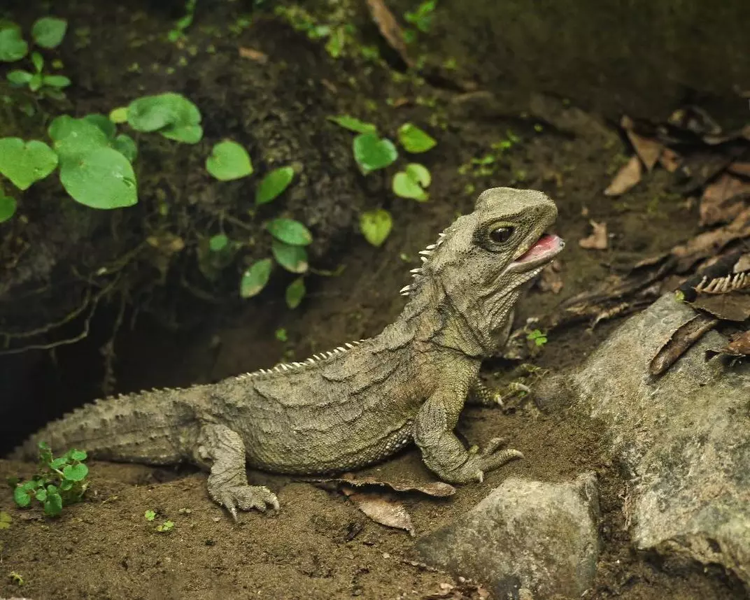 E klengt, gréngt Reptil um Buedem.