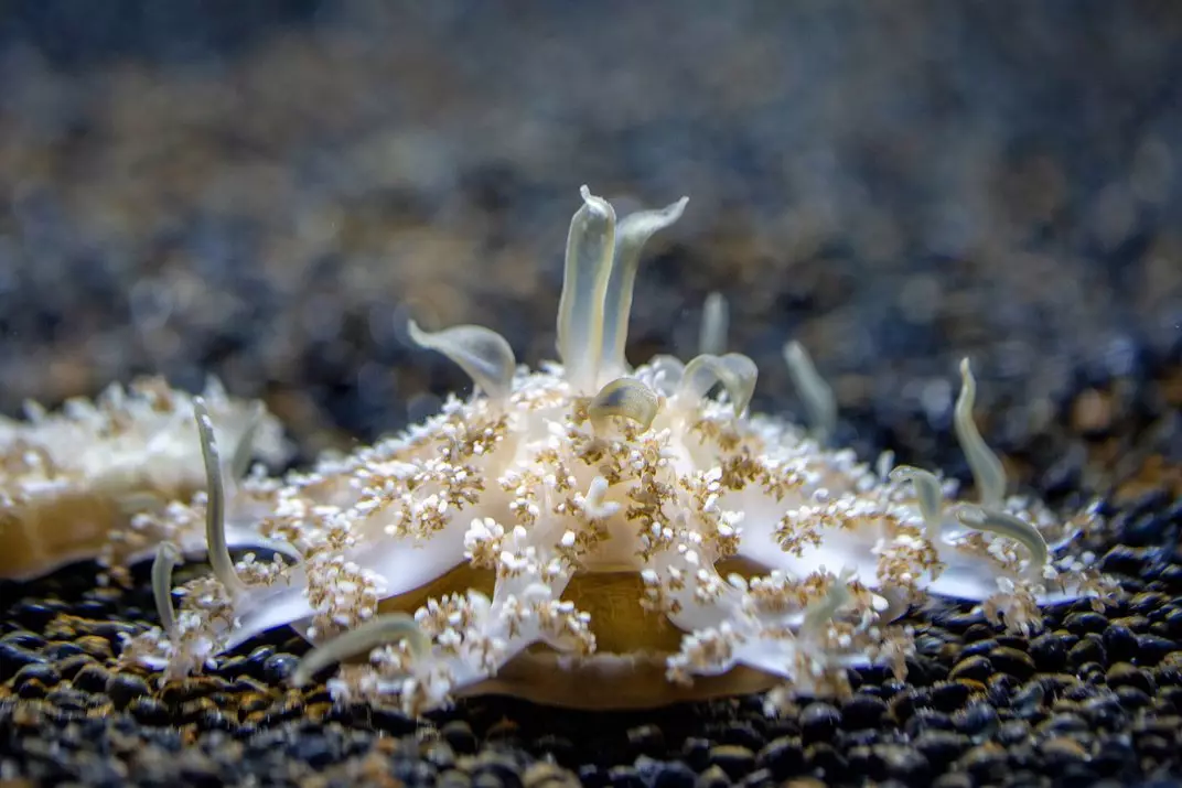 Valkoinen meduusa ylösalaisin veden alla.