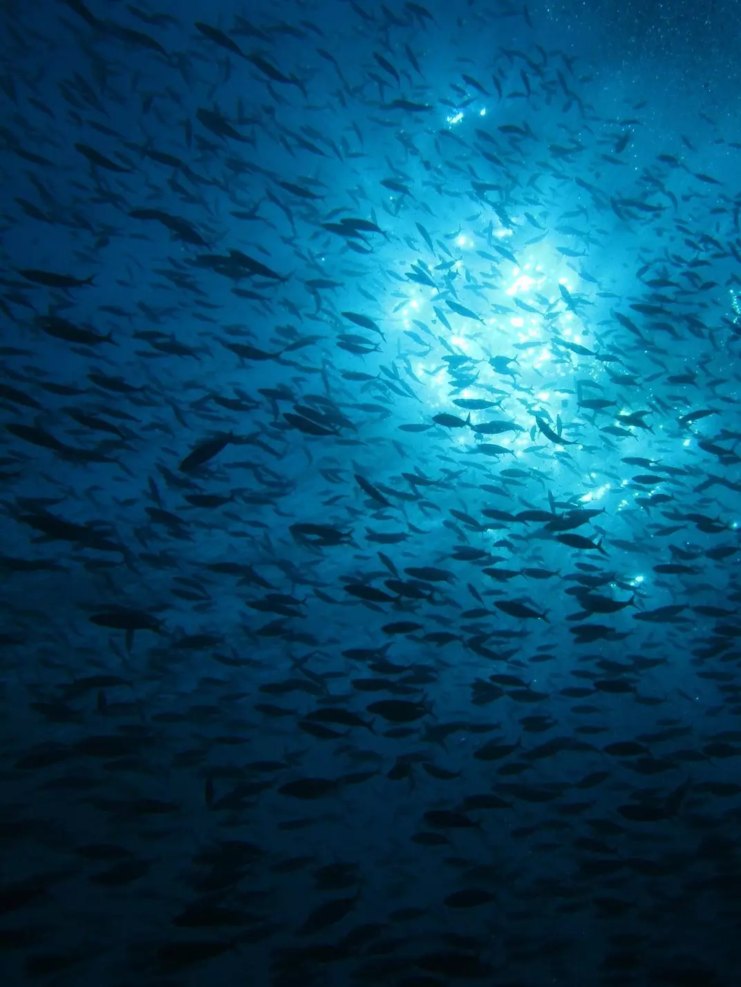 Des centaines de poissons sous l'eau bleue.