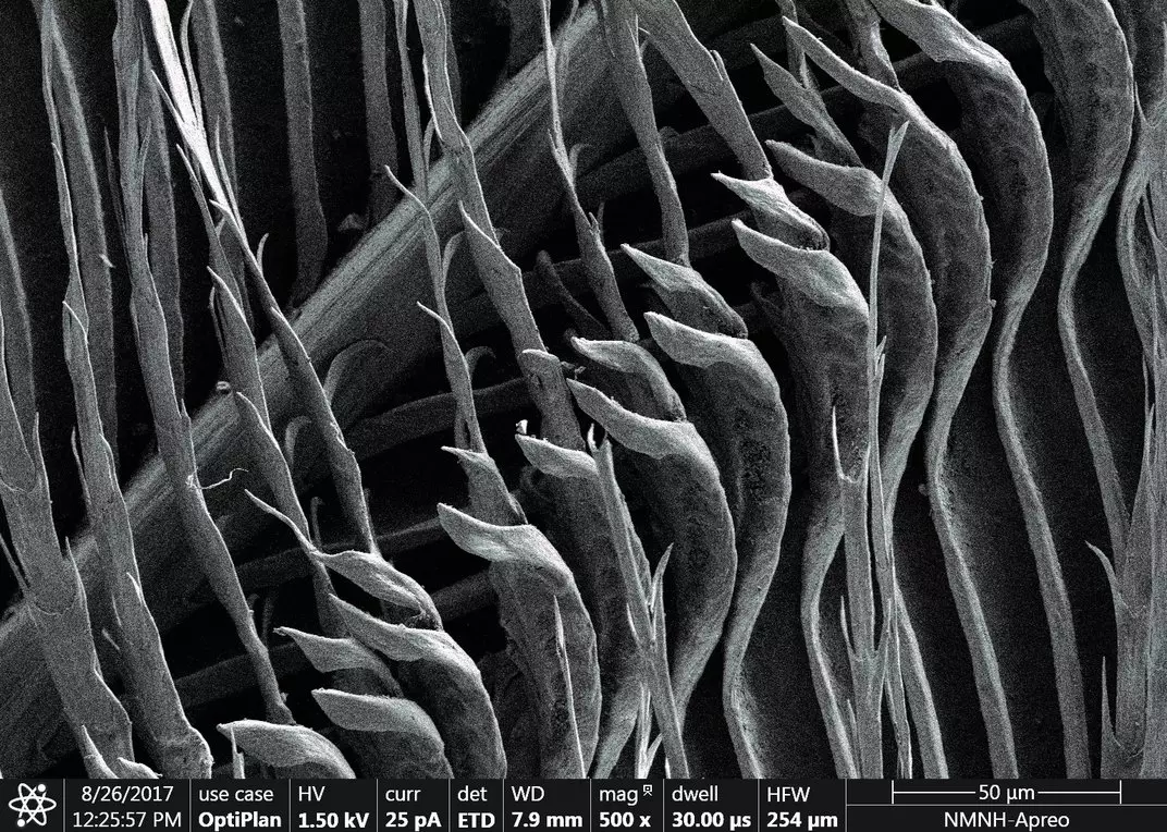 Černá a bílá peří pod mikroskopem.