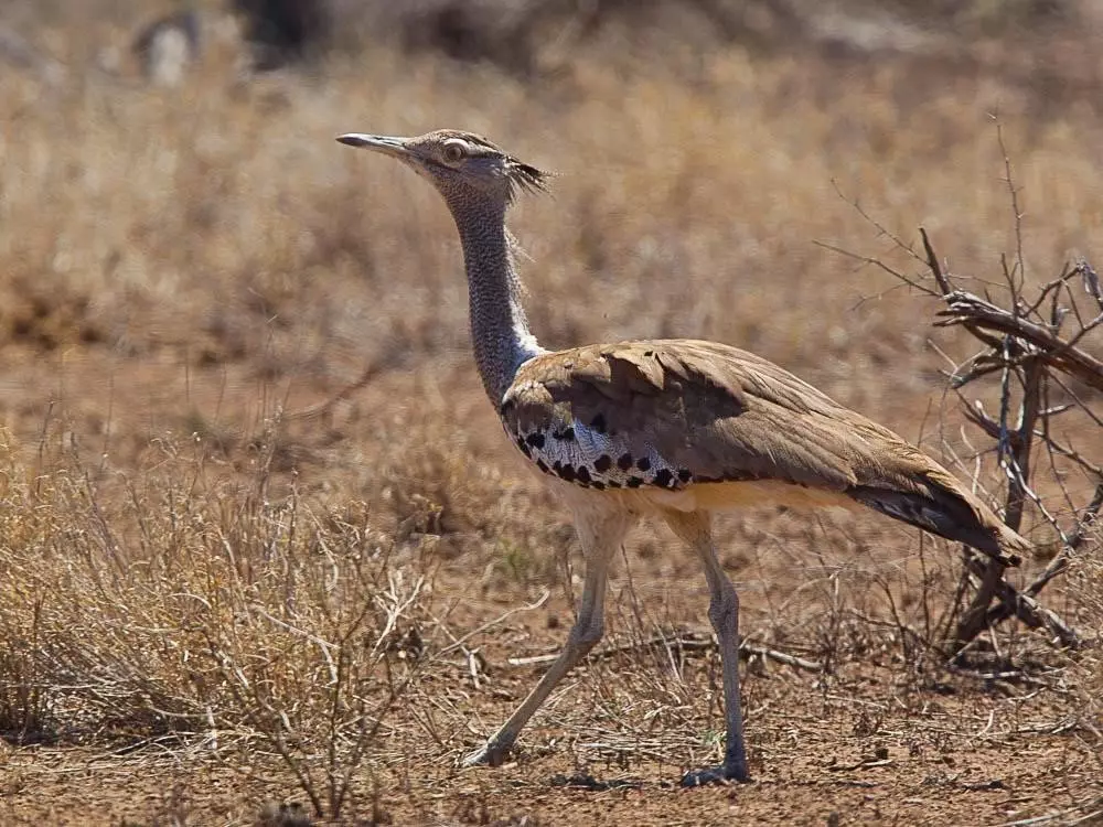 Seekor burung berjalan di atas lantai padang pasir.