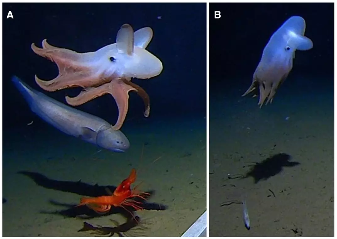 Chobotnice poblíž dna oceánu.