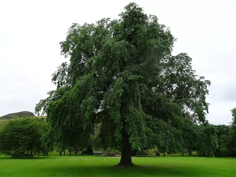 સ્કોટલેન્ડમાં ક્વીન્સ પેલેસમાં ફરીથી શોધાયેલ વૃક્ષની "લુપ્ત" વિવિધતા