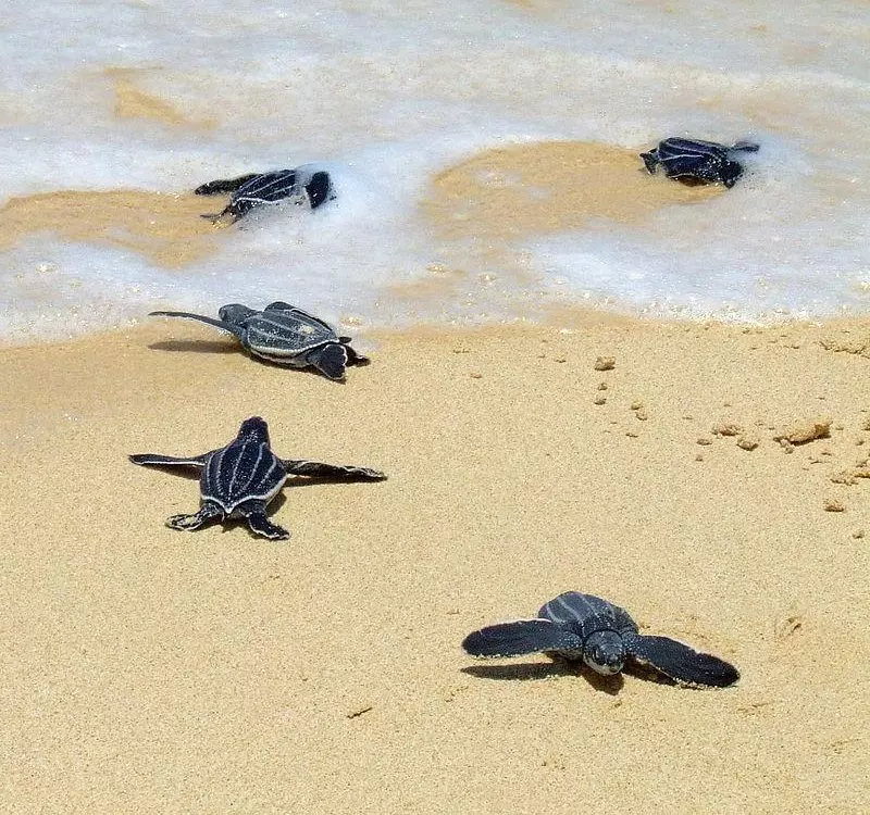 Mga Fossilized Track sa Baby Sea Turtles nga Nakit-an sa South Africa