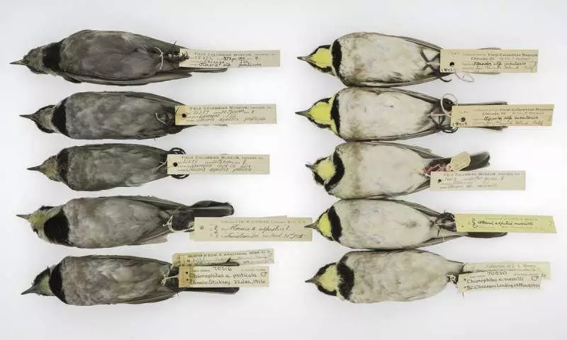 Sooty Bird Feathers reveal in ieu fan stienkoal útstjit histoarje