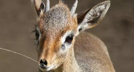 What In The World Is A Dik-dik?