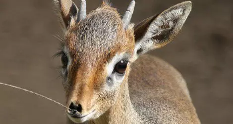 Dik-dik babi Cavendish yn Sw San Diego